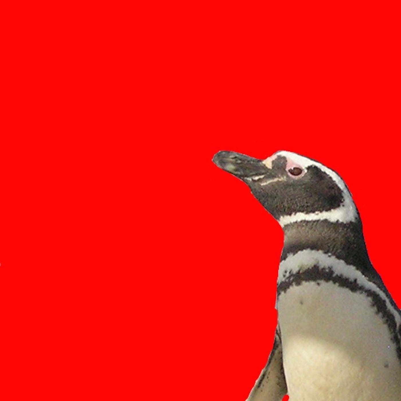 Awkward Penguin Meme Template
